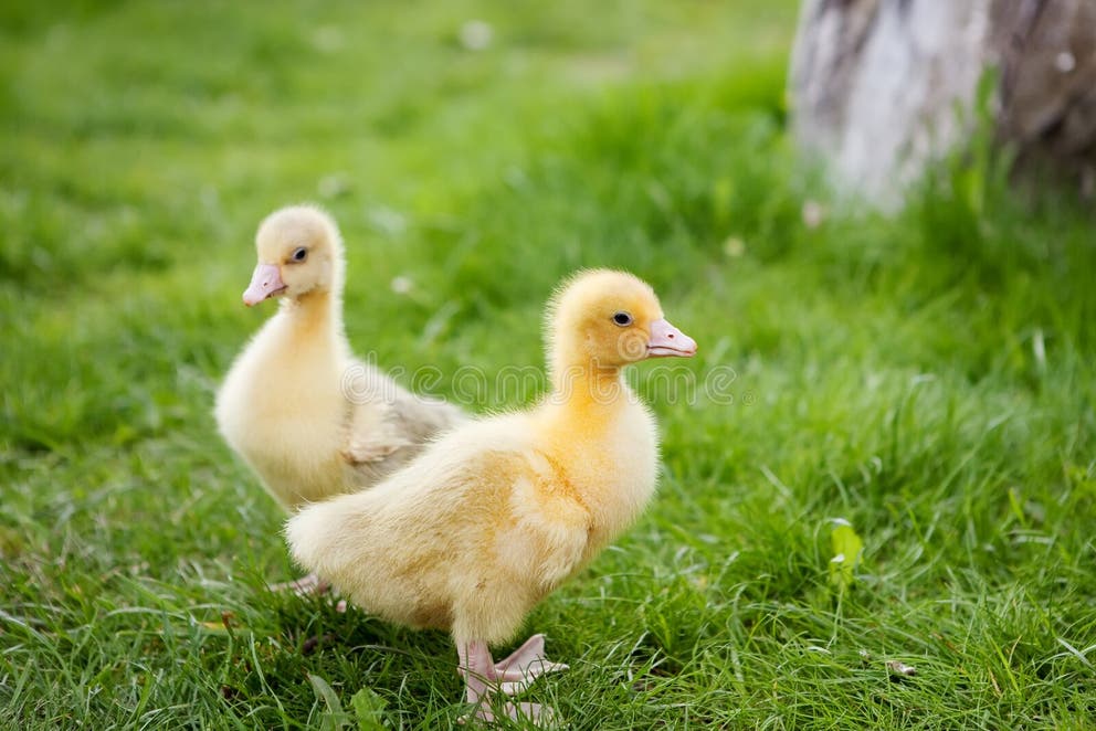 Two little geese stock photo. Image of cute, animal, life - 24638690
