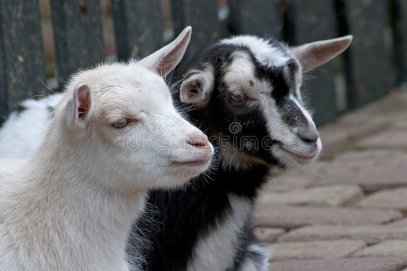 Two little goats stock image. Image of looking, livestock - 87494649