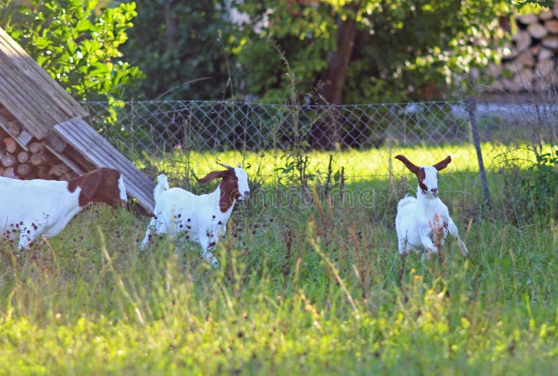 Little Goats Jumping Stock Photos - Free & Royalty-Free Stock Photos ...