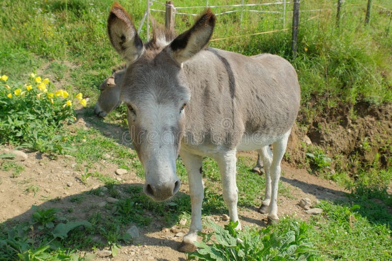 Donkeys in a farm stock photo. Image of rural, outdoors - 190334904