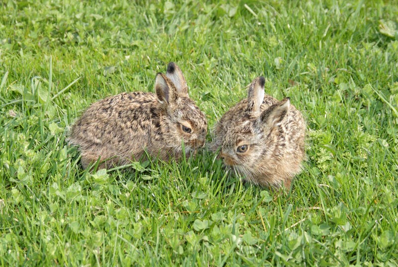 Two little hares stock image. Image of small, agility - 14823169
