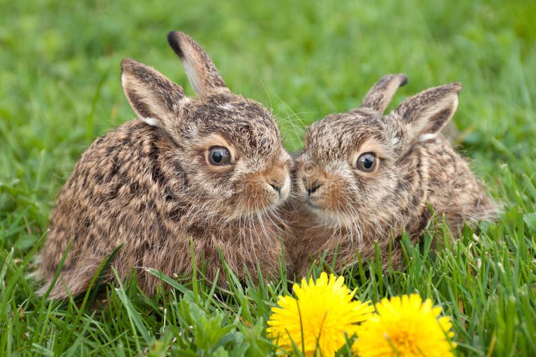 5,242 Hares Stock Photos - Free & Royalty-Free Stock Photos from Dreamstime