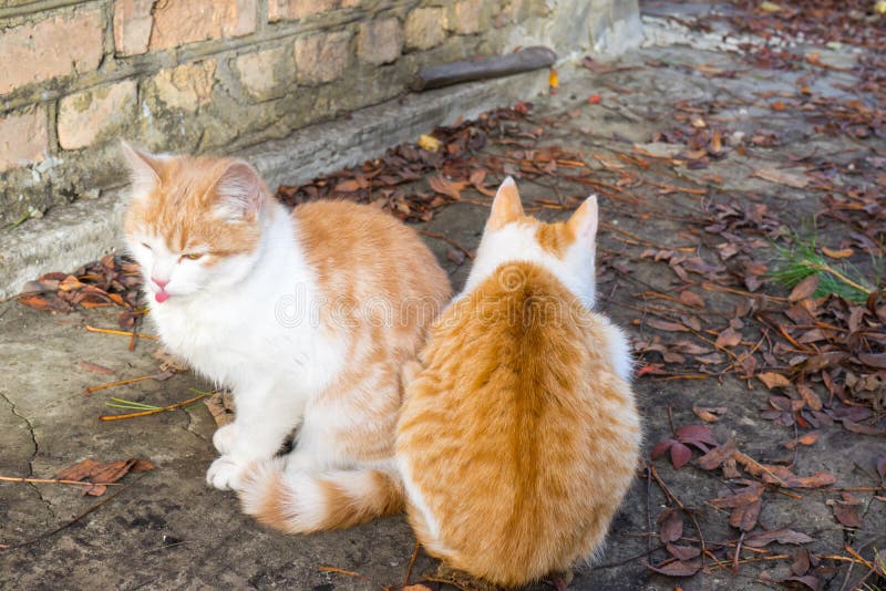 Two Little Homeless Ginger and White Kitten Stock Photo - Image of ...