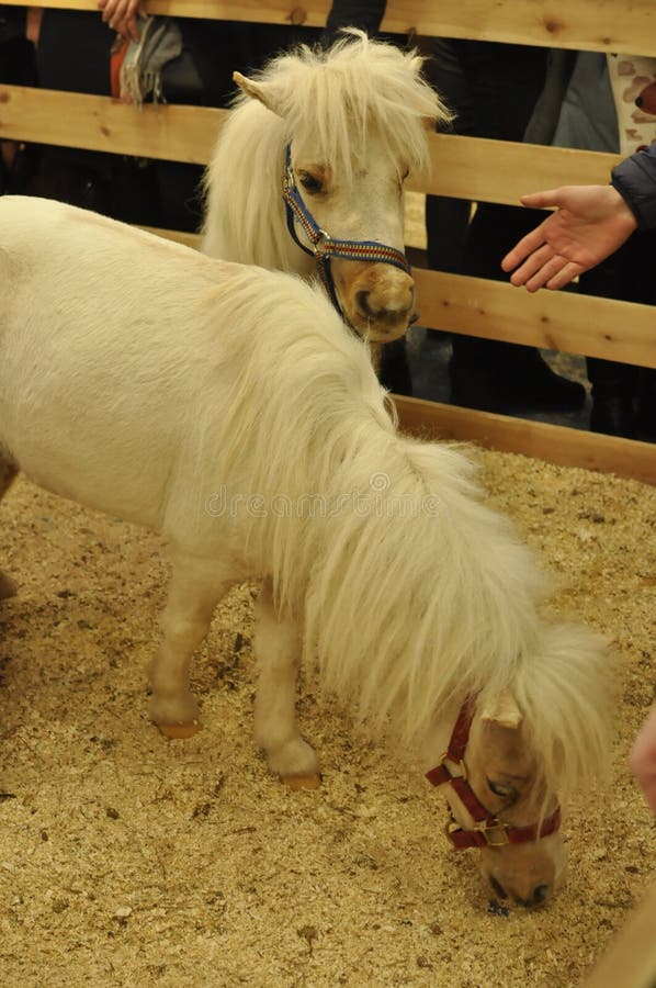 A two little horses stock image. Image of hand, little - 88354277