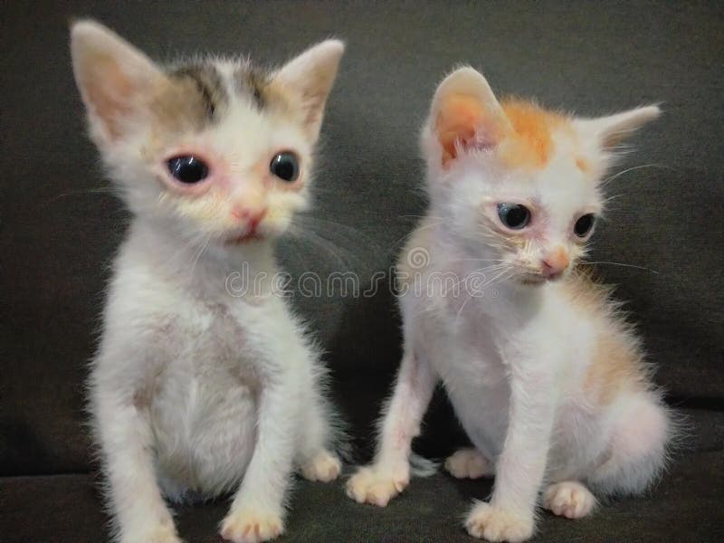Two Little Kitten Sitting in the Couch Stock Photo - Image of couch ...