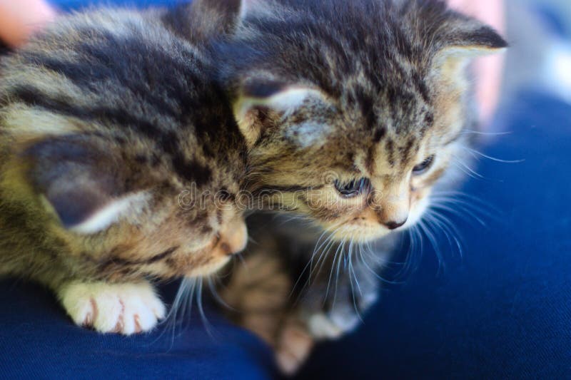 Two Little Kittens Looking Around Stock Photo - Image of light, feline ...