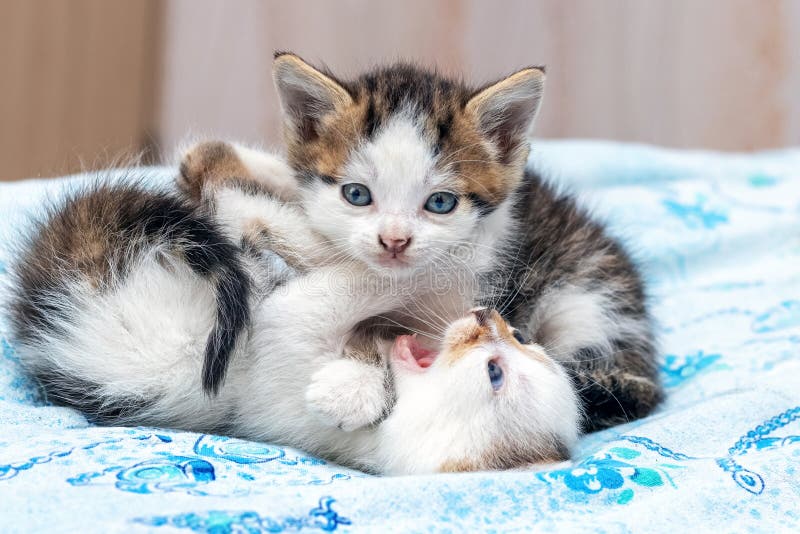 Two Little Kittens are Playing in the Bedroom on the Bed Stock Image ...