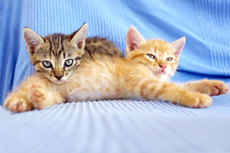 Two little kittens playing stock photo. Image of outdoor - 33342474