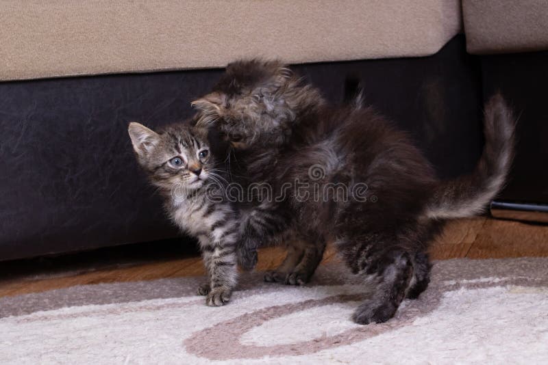 Two Little Little Kittens Playing at Home Stock Image - Image of sleep ...