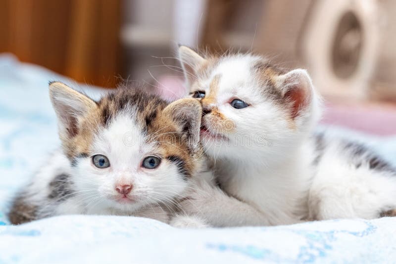 Two Little Kittens are Playing and Hugging on the Bed in the Bedroom ...