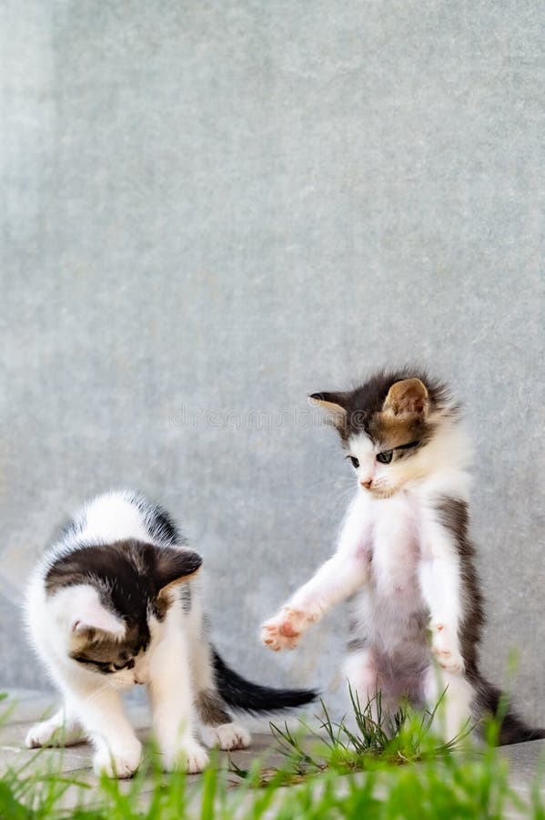 Two Little Kittens are Playing Stock Photo - Image of pretty, small ...