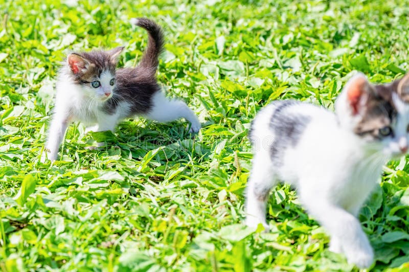 Two Little Kittens are Playing Stock Photo - Image of animal ...