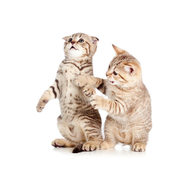 Two Little Kittens Playing Together Stock Photo - Image of beautiful ...