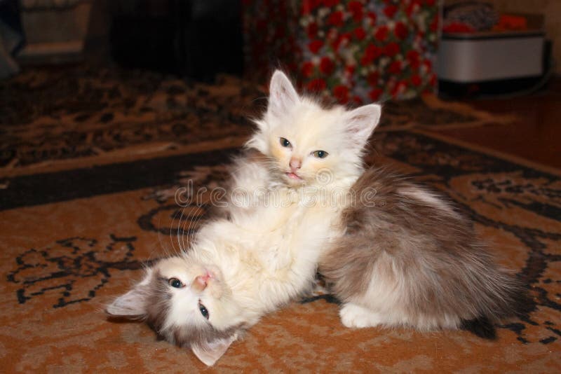 Two Little Kittens Playing Together Stock Photo - Image of little ...