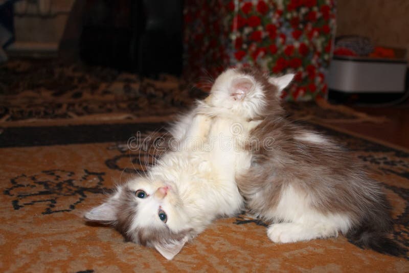 Two Little Kittens Playing Together Stock Image - Image of hair, baby ...