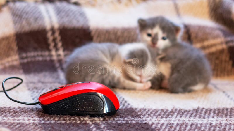 Two Little Kittens are Sleeping Near a Computer Mouse Stock Photo ...