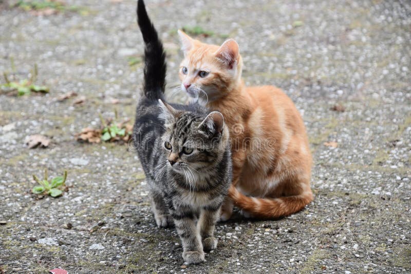 Two Little Kittens are Waiting for Their Mom Stock Photo - Image of ...