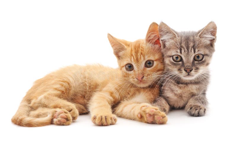 Two little kittens. stock image. Image of glance, animals - 96607167