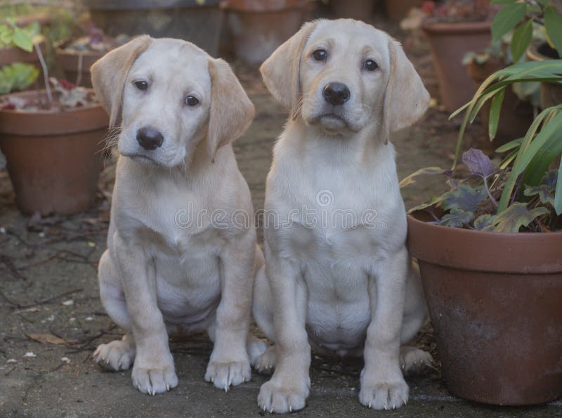 Two Little Labrador Puppies Stock Photo - Image of sports, garden ...