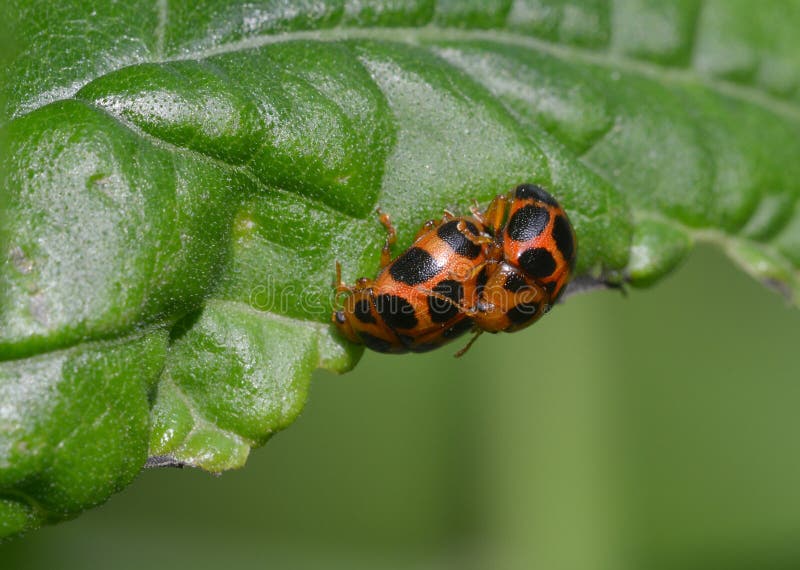 Two little ladybugs stock image. Image of edge, leaf - 31102307