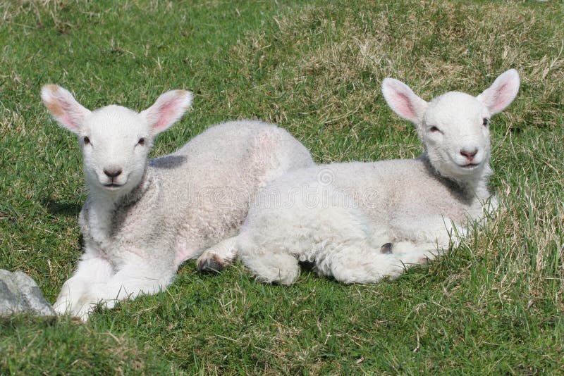 Cute Young Baby Lambs in Field Stock Photo - Image of meadow, kissing ...