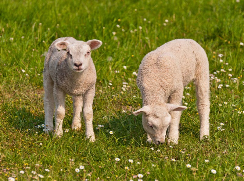 Two Little Lambs in a Dutch Meadow Stock Image - Image of head, field ...