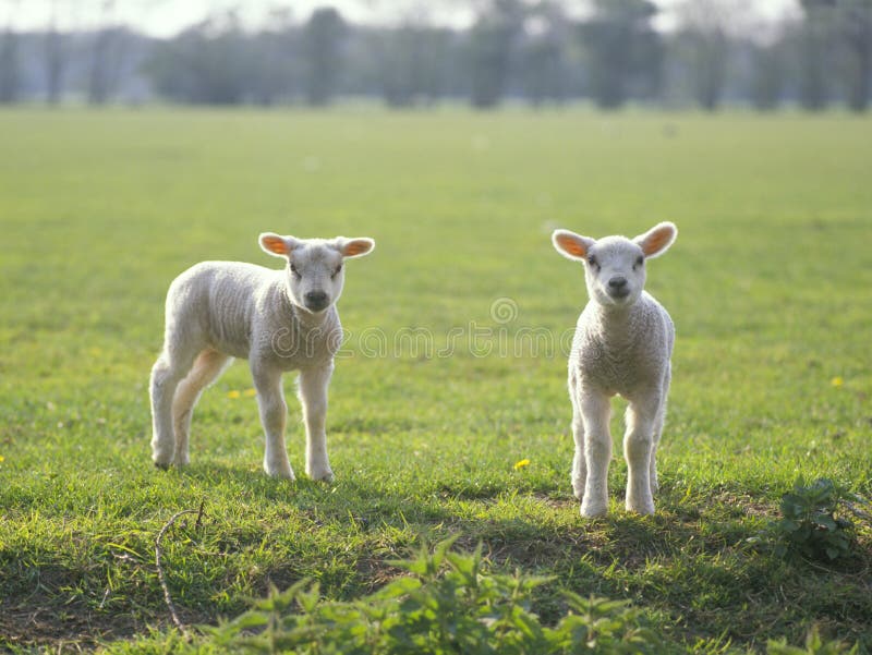 2,726 Little Lambs Stock Photos - Free & Royalty-Free Stock Photos from ...