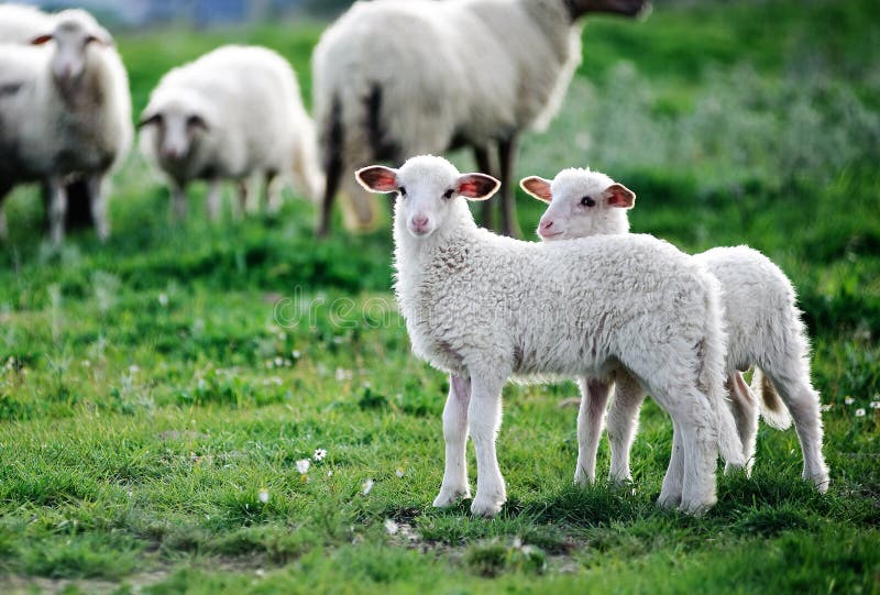 Two Little Lambs in a Flock Stock Image - Image of puppy, lamb: 23494695