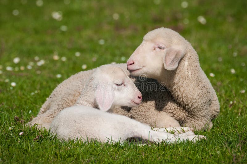 Two little lambs stock image. Image of livestock, friendly - 30498479