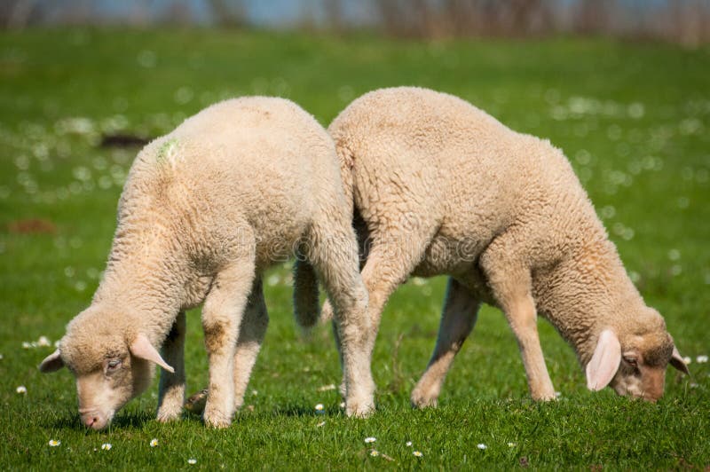 Two little lambs stock image. Image of animal, juvenile - 30550113