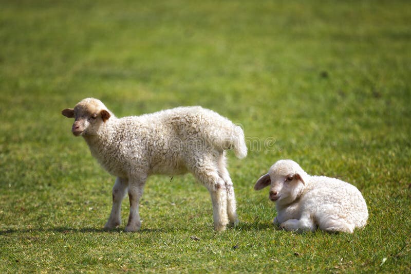 Two Little Lambs on Green Grass Stock Image - Image of lamb, nature ...