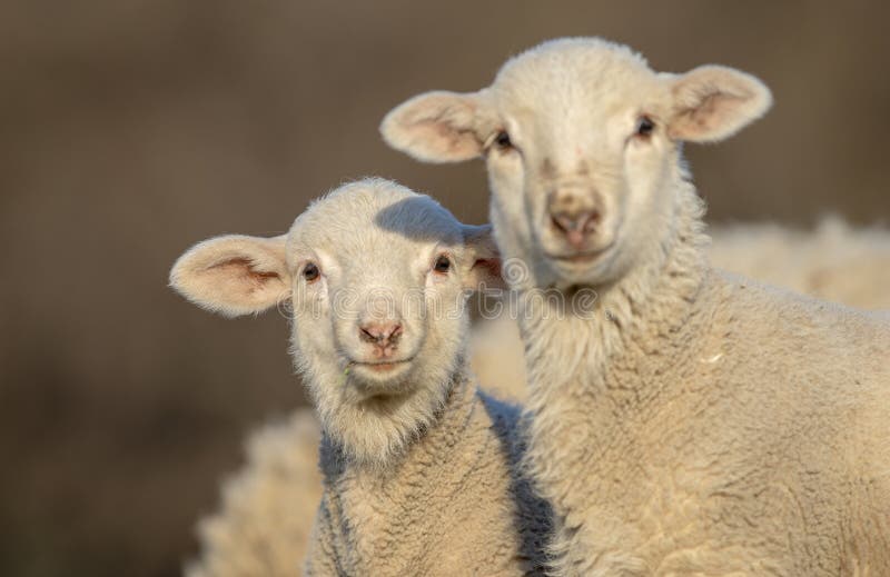 Two Little Lambs Looking at Camera Stock Image - Image of lambs, mammal ...