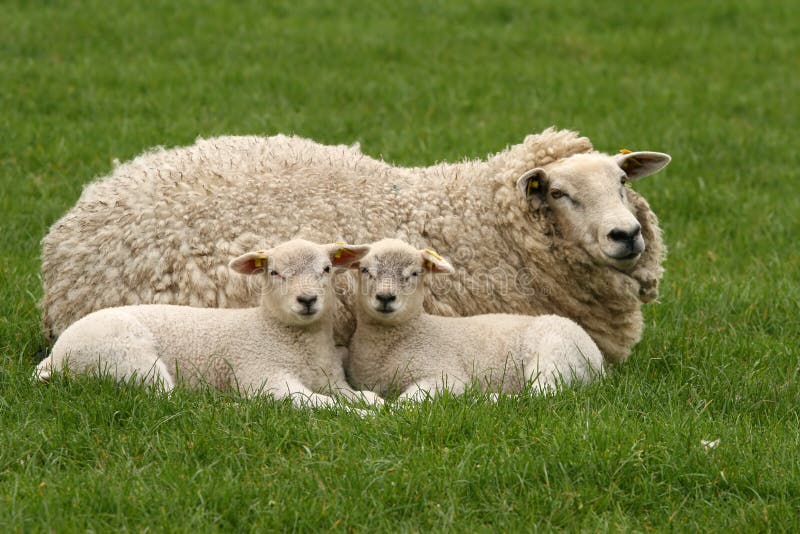 Two cute lambs stock photo. Image of curious, little, expectant - 9276112