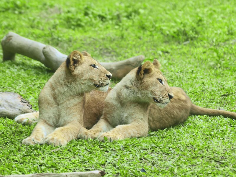 Two little lions stock image. Image of lion, face, hair - 23093299