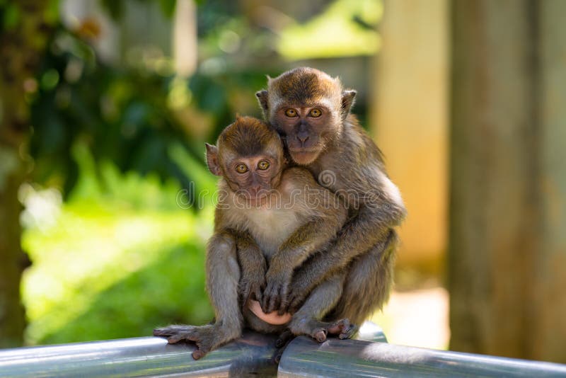 Two Little Monkeys Hug while Sitting on a Fence Stock Photo - Image of ...