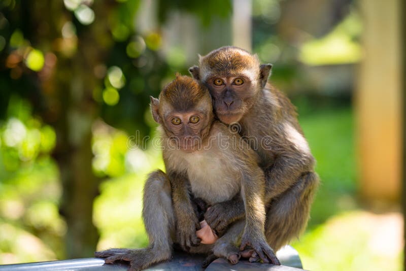 Two Little Monkeys Hug while Sitting on a Fence Stock Photo - Image of ...