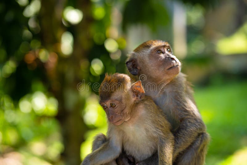 Two Little Monkeys Hug while Sitting on a Fence Stock Photo - Image of ...