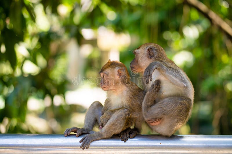 Two Little Monkeys Hug while Sitting on a Fence Stock Photo - Image of ...