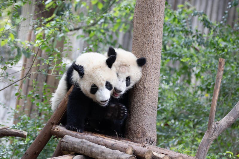 Close Happy Panda in Chengdu Panda Base, China Stock Photo - Image of ...