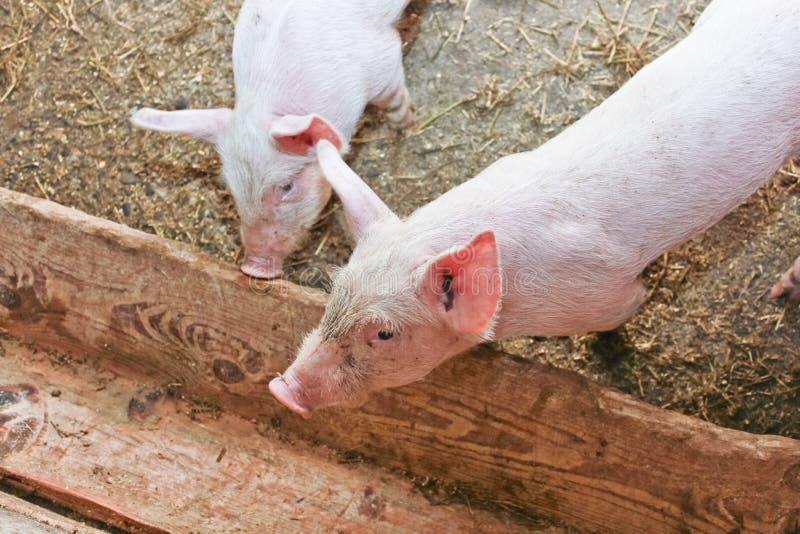 Two pigs in a barn stock photo. Image of togetherness - 22753844