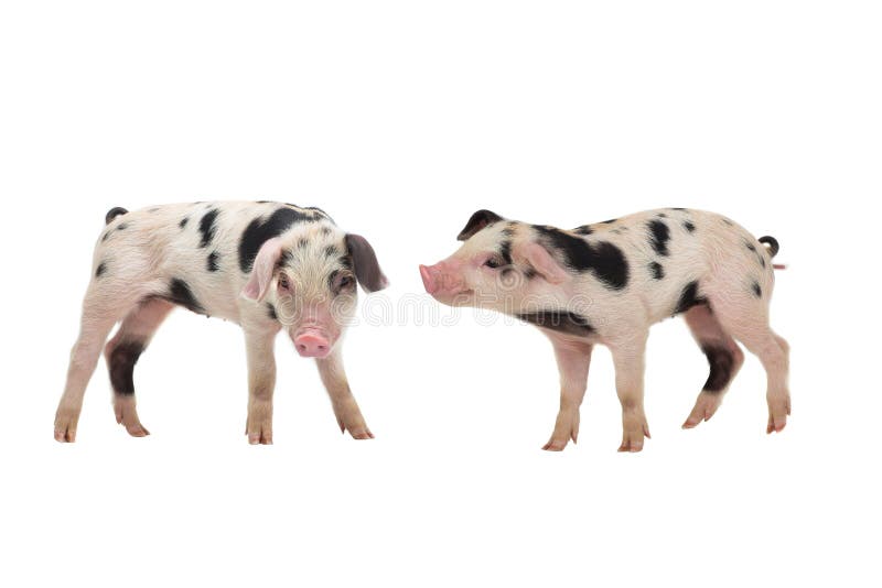 Two Little Pigs Isolated on White Stock Image - Image of black, meat ...