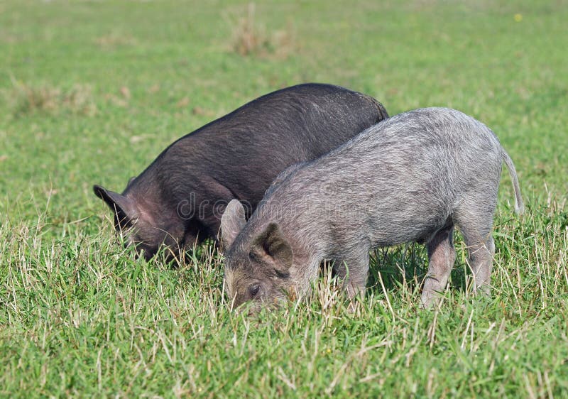Two little pigs on a lawn stock photo. Image of cute - 69850554