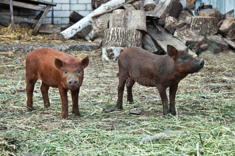 Two little pigs. stock photo. Image of great, cute, food - 55109108