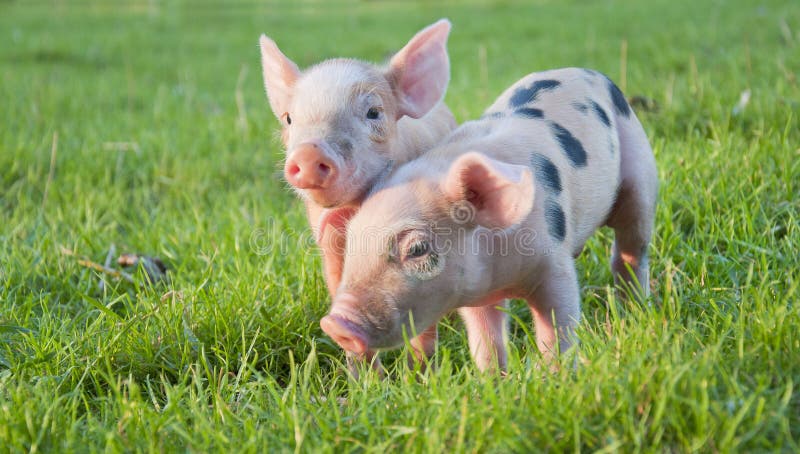Two little pigs stock image. Image of male, meat, small - 45257433