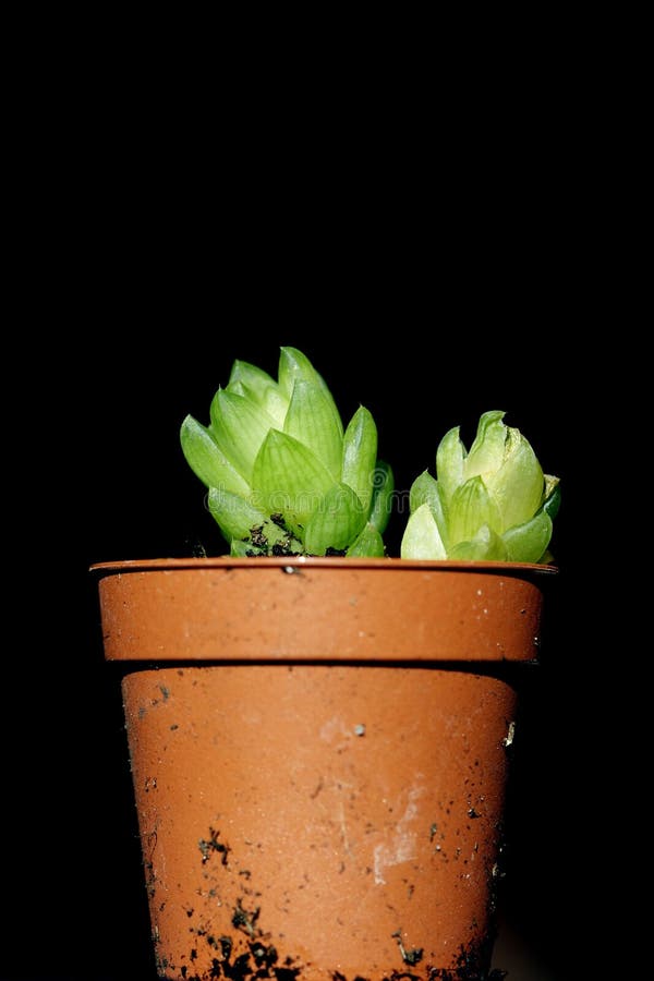 Two little plants stock photo. Image of garden, agriculture - 12725826