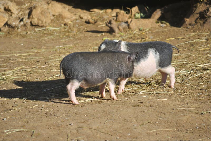 Two little playing pigs stock image. Image of nature - 131618739