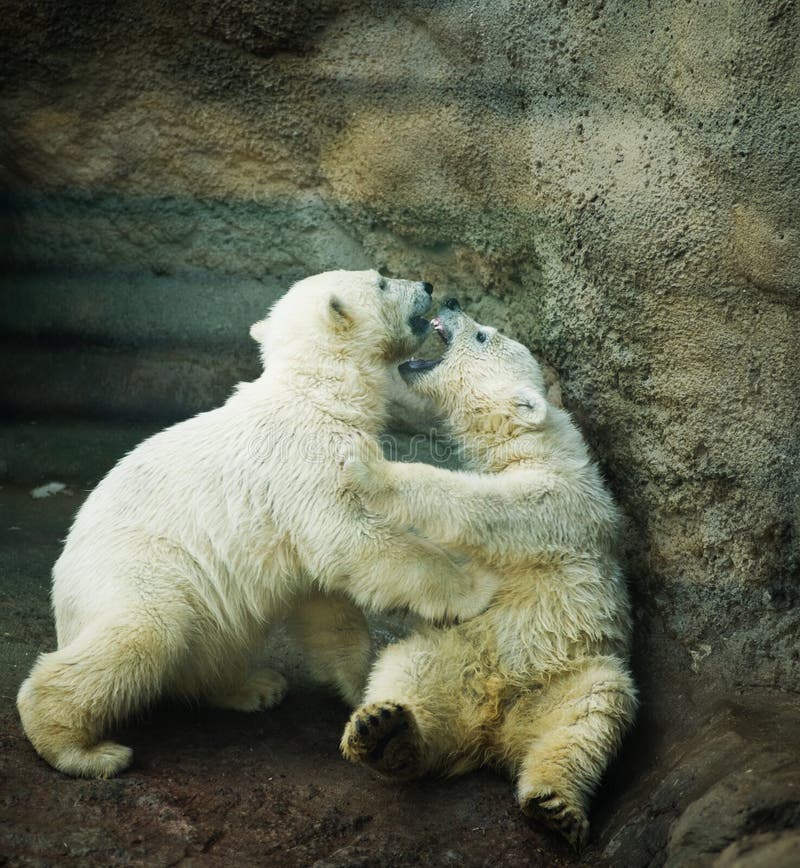 Two Young Polar Bears Playing Stock Photo - Image of bear, happy: 21114662