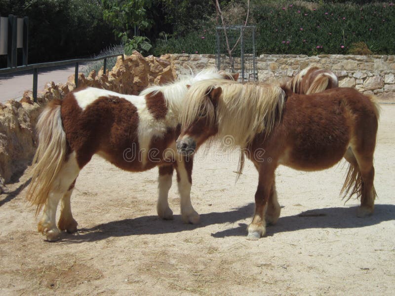 Two little pony horses stock image. Image of nature, mane - 70744331
