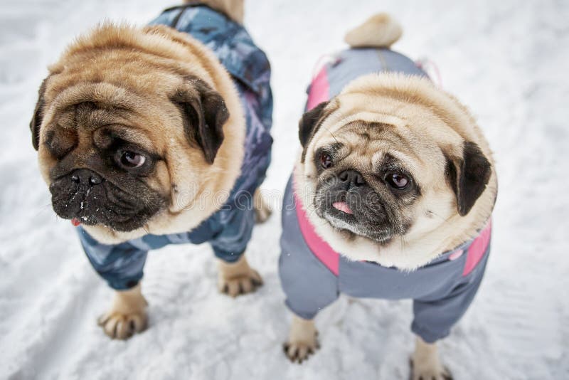 Two little pugs in winter stock photo. Image of walk - 64346248