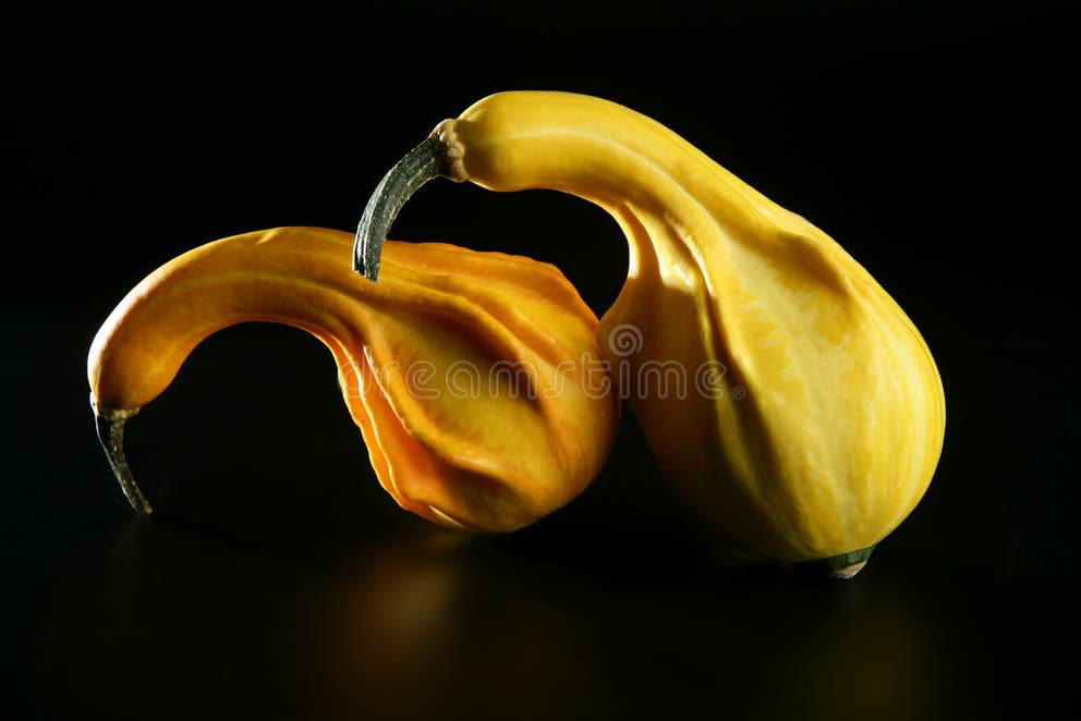 Two little pumpkin stock photo. Image of food, fresh, decoration - 8712514